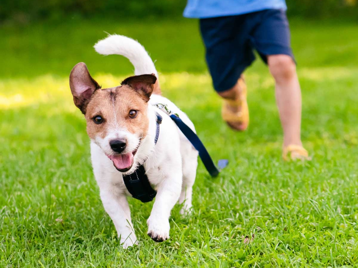 Pet Turf, Artificial Grass for Dogs Dallas Texas